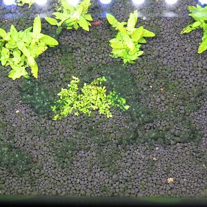 BG algae | Barr Report Forum - Aquarium Plants